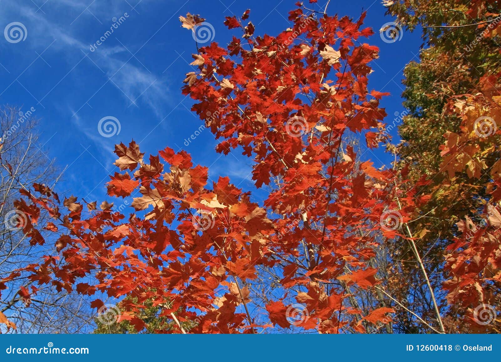 Maple Tree in Fall stock photo. Image of blue, season - 12600418