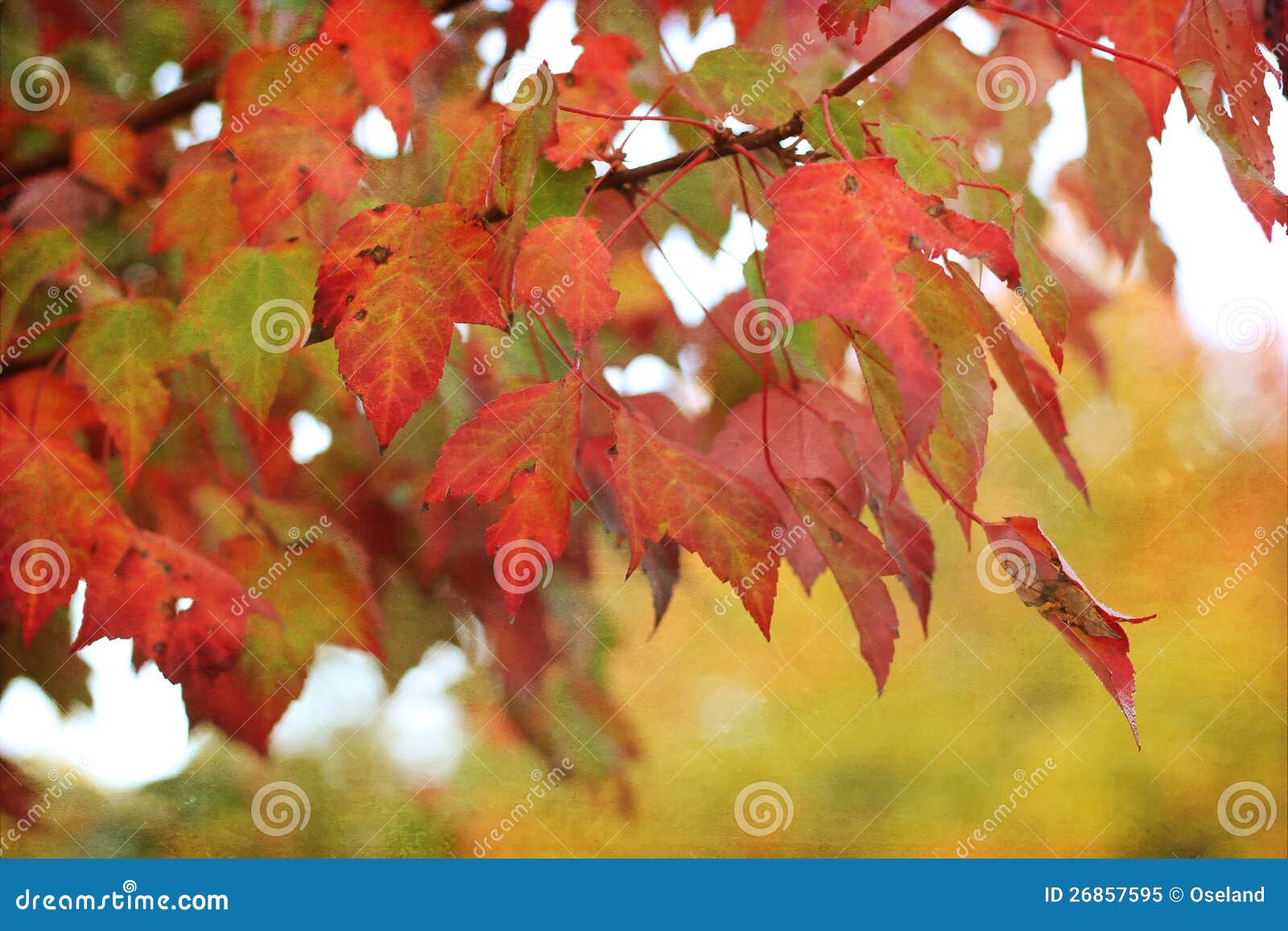 Maple Tree in Fall stock image. Image of seasonal, colors - 26857595