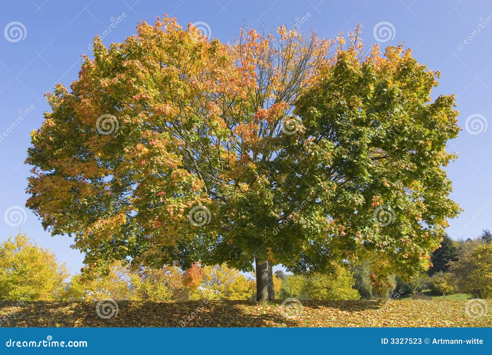 Maple tree in fall stock image. Image of golden, maple - 3327523