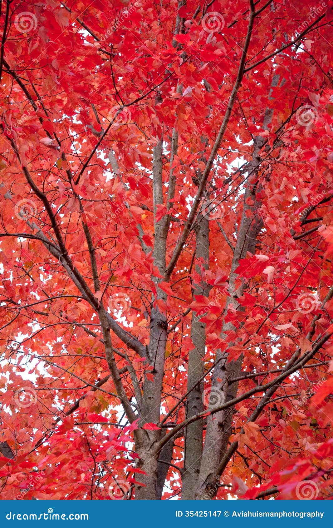 Maple Tree in Fall stock image. Image of design, brown - 35425147