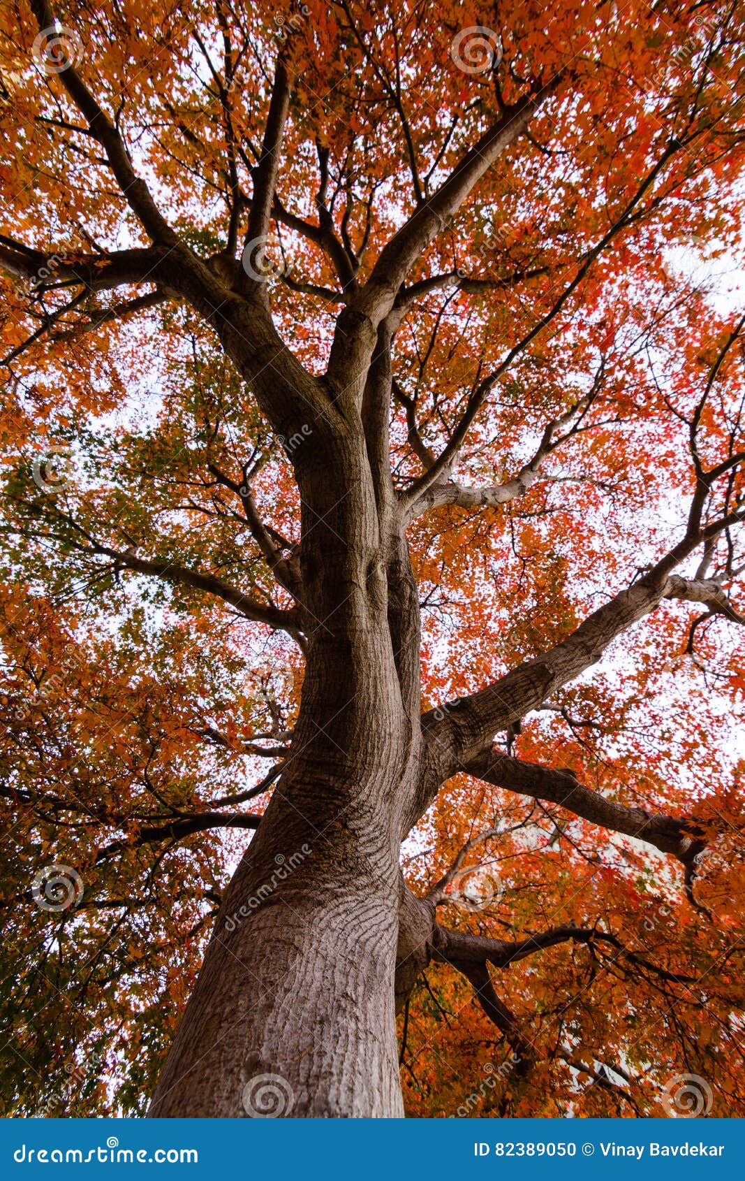 A Maple Tree during Fall in California Stock Photo - Image of weather ...