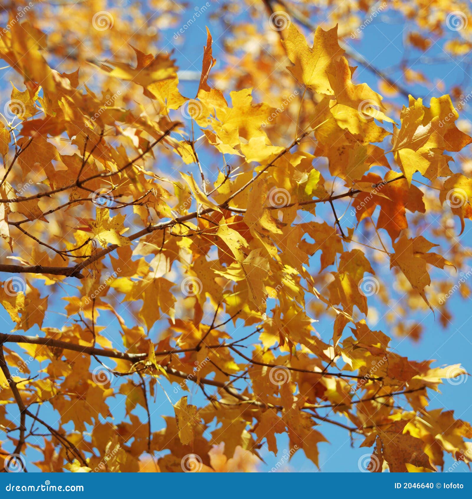 Maple tree in Fall color. stock photo. Image of square - 2046640