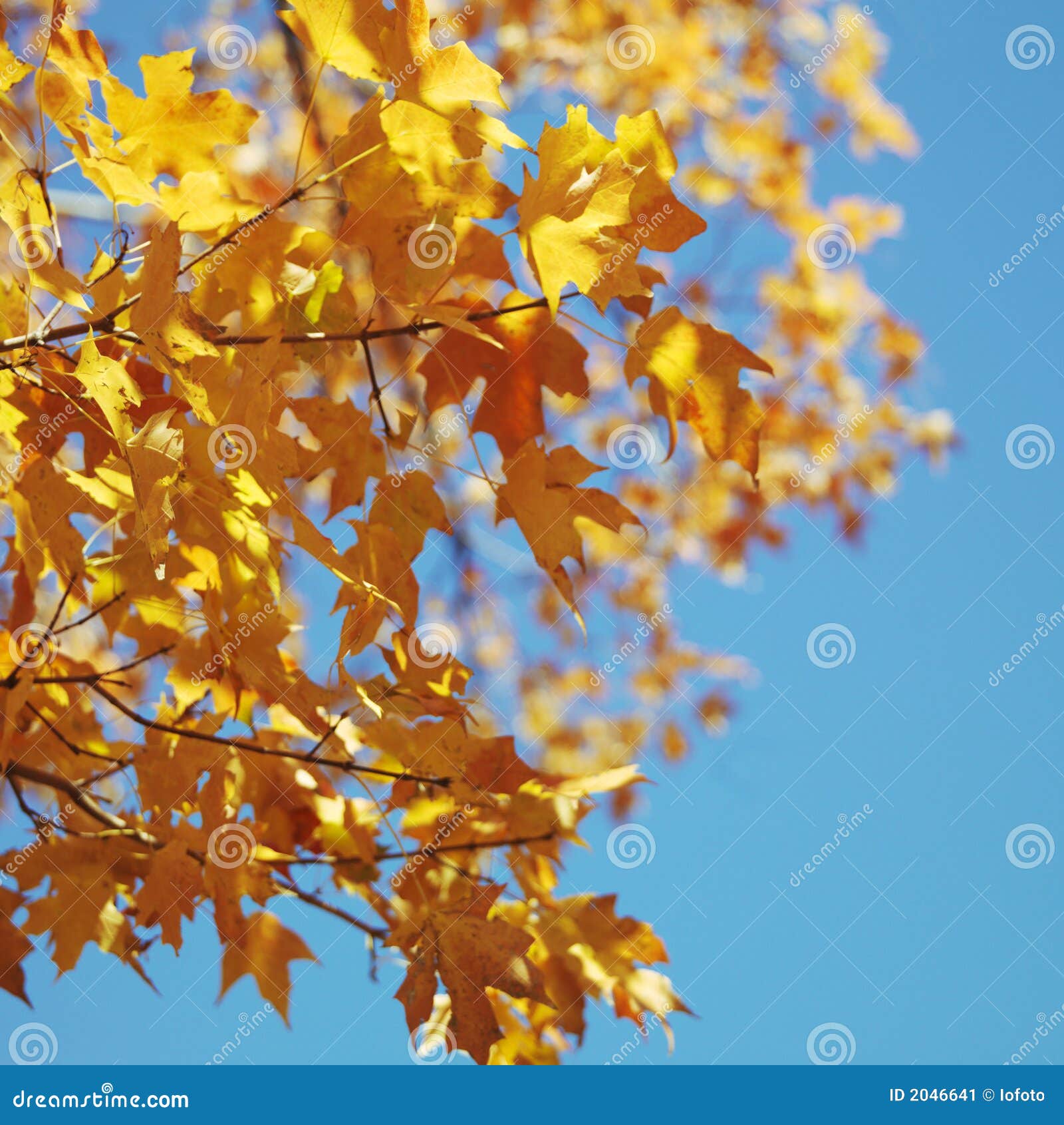 Maple tree in Fall color. stock image. Image of autumn - 2046641