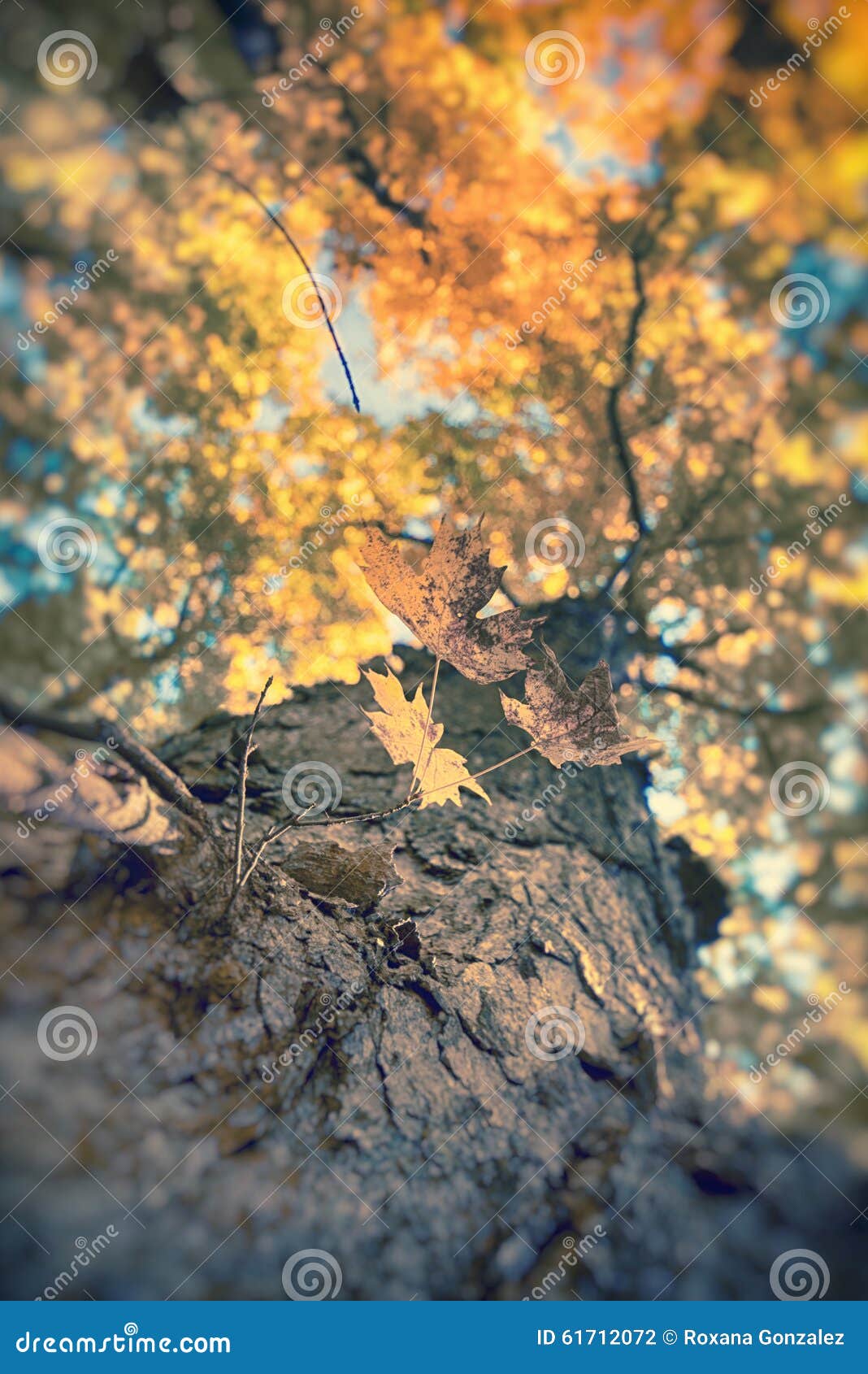 Maple Tree with Fall Colors Stock Photo - Image of color, forest: 61712072