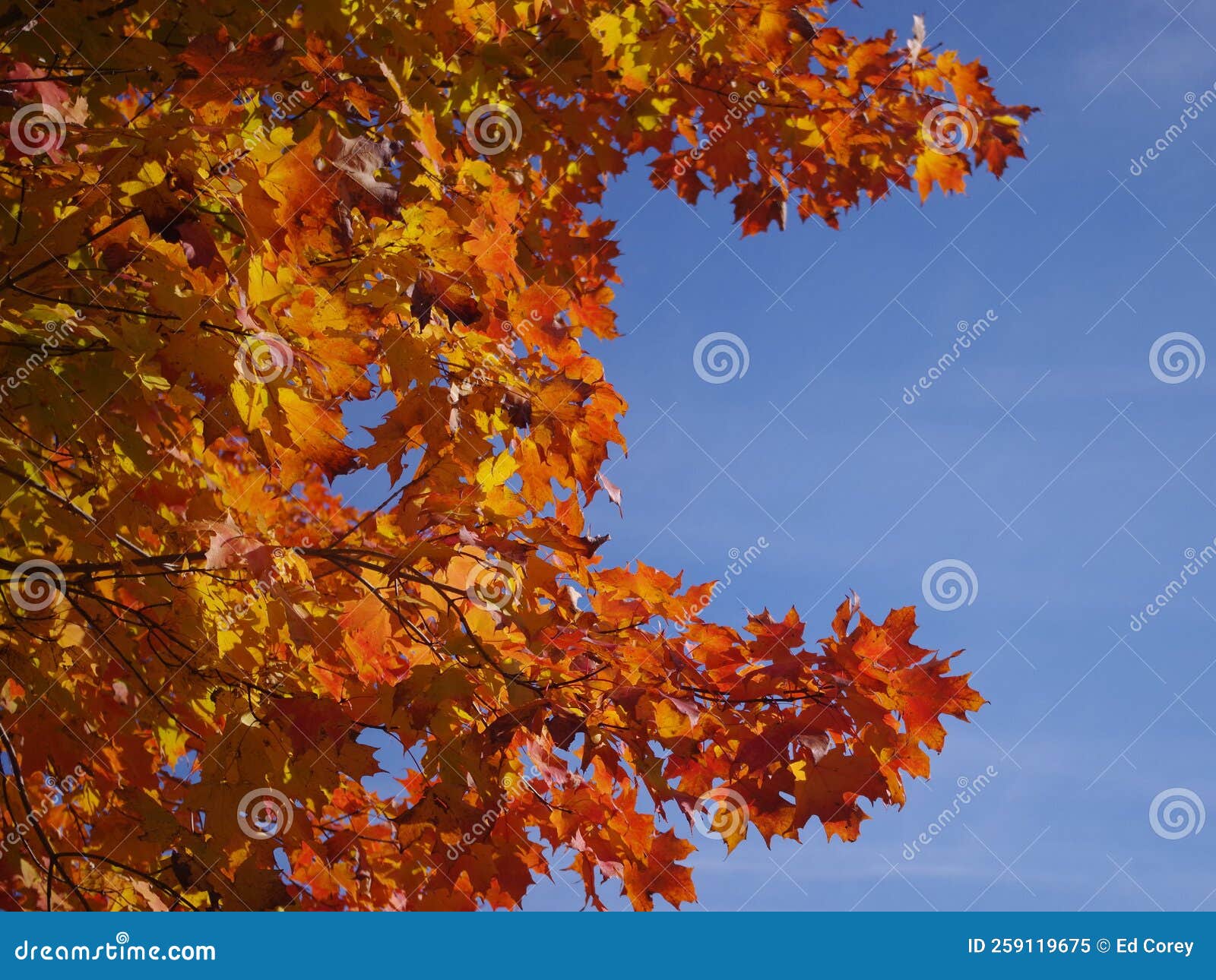Maple tree in fall colours stock image. Image of season - 259119675
