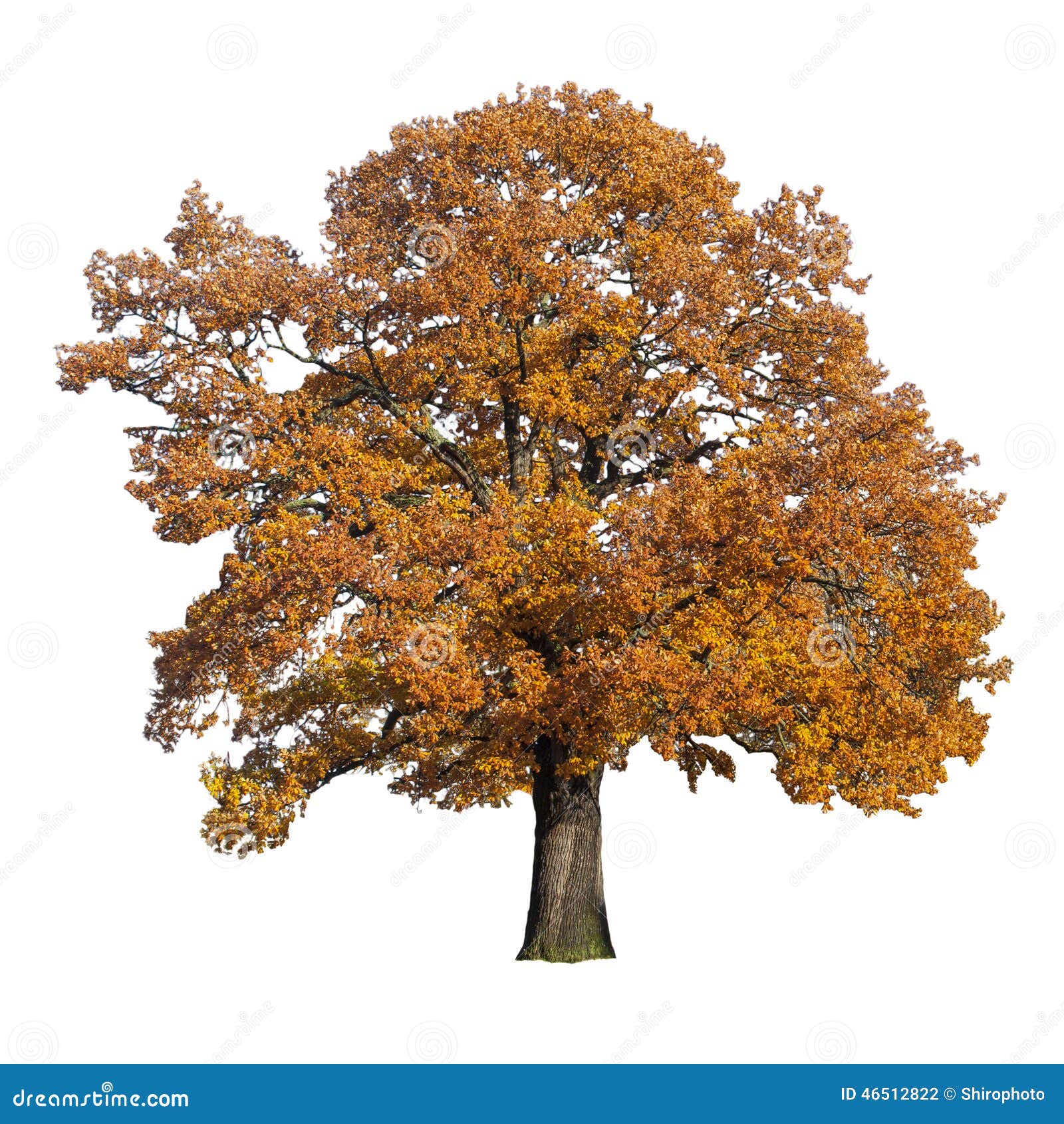 Maple tree stock photo. Image of eroded, botanical, autumn - 46512822