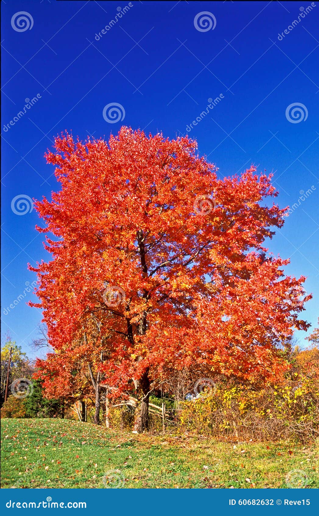 Maple tree in Fall stock photo. Image of blue, pennsylvania - 60682632