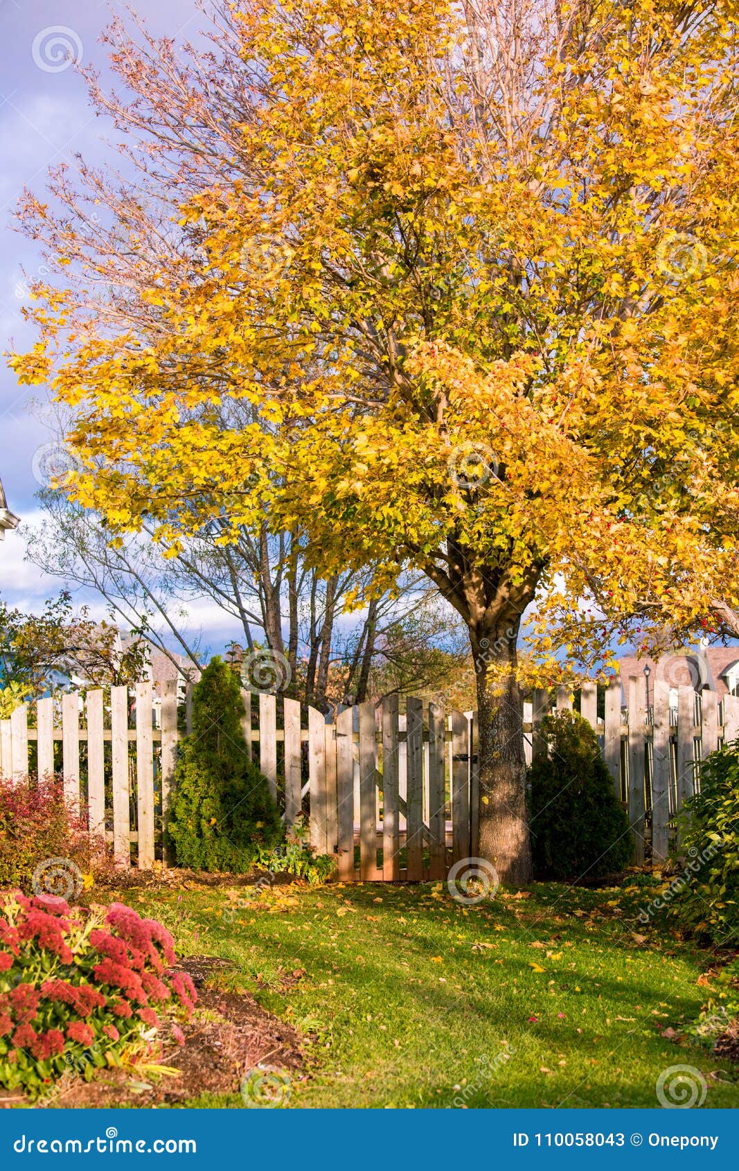 Maple Tree in a Fall Yard stock image. Image of flourish - 110058043