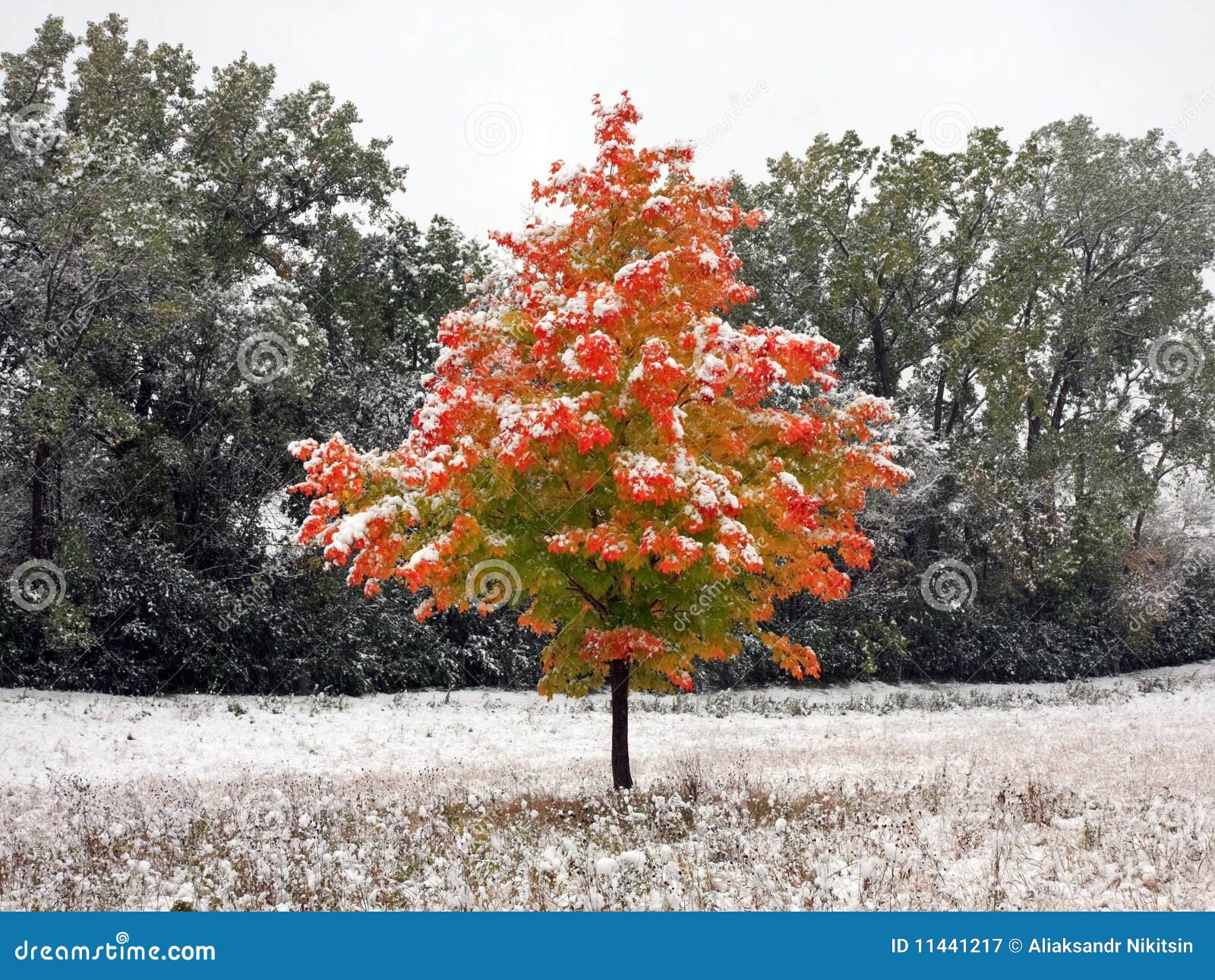 Maple Tree and Falling Snow Stock Image - Image of outdoor, cover: 11441217