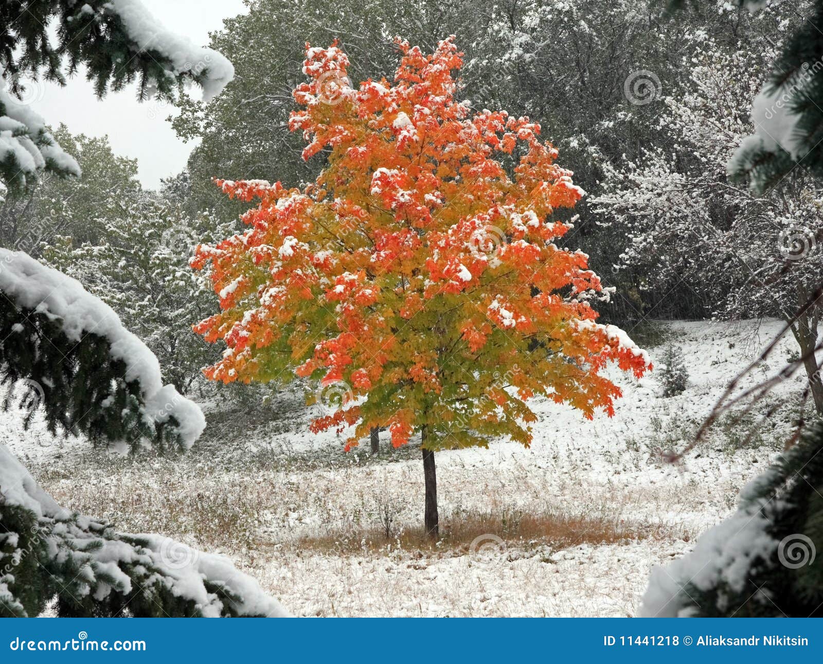 Maple Tree and Falling Snow in Minnesota Stock Photo - Image of nature ...