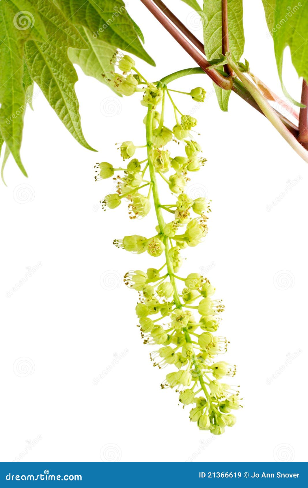 Maple tree flowers stock image. Image of green, macro - 21366619