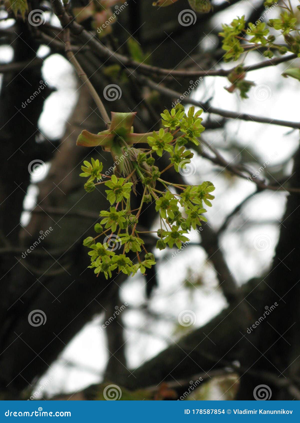 Flowering maple tree stock photo. Image of tree, trees - 178587854