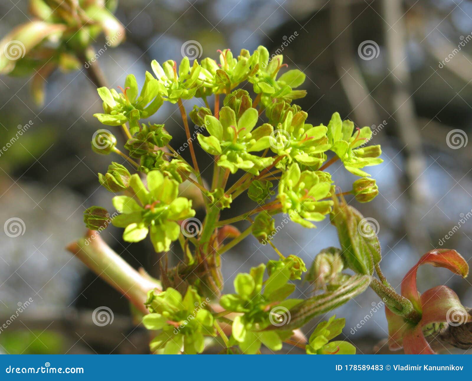 Flowering maple tree stock image. Image of park, maple - 178589483