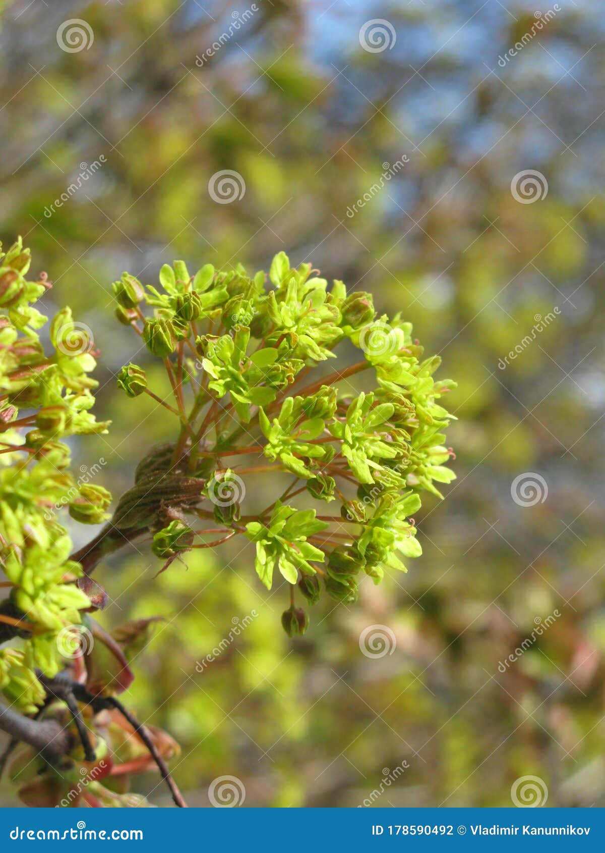 Flowering maple tree stock photo. Image of forest, trees - 178590492