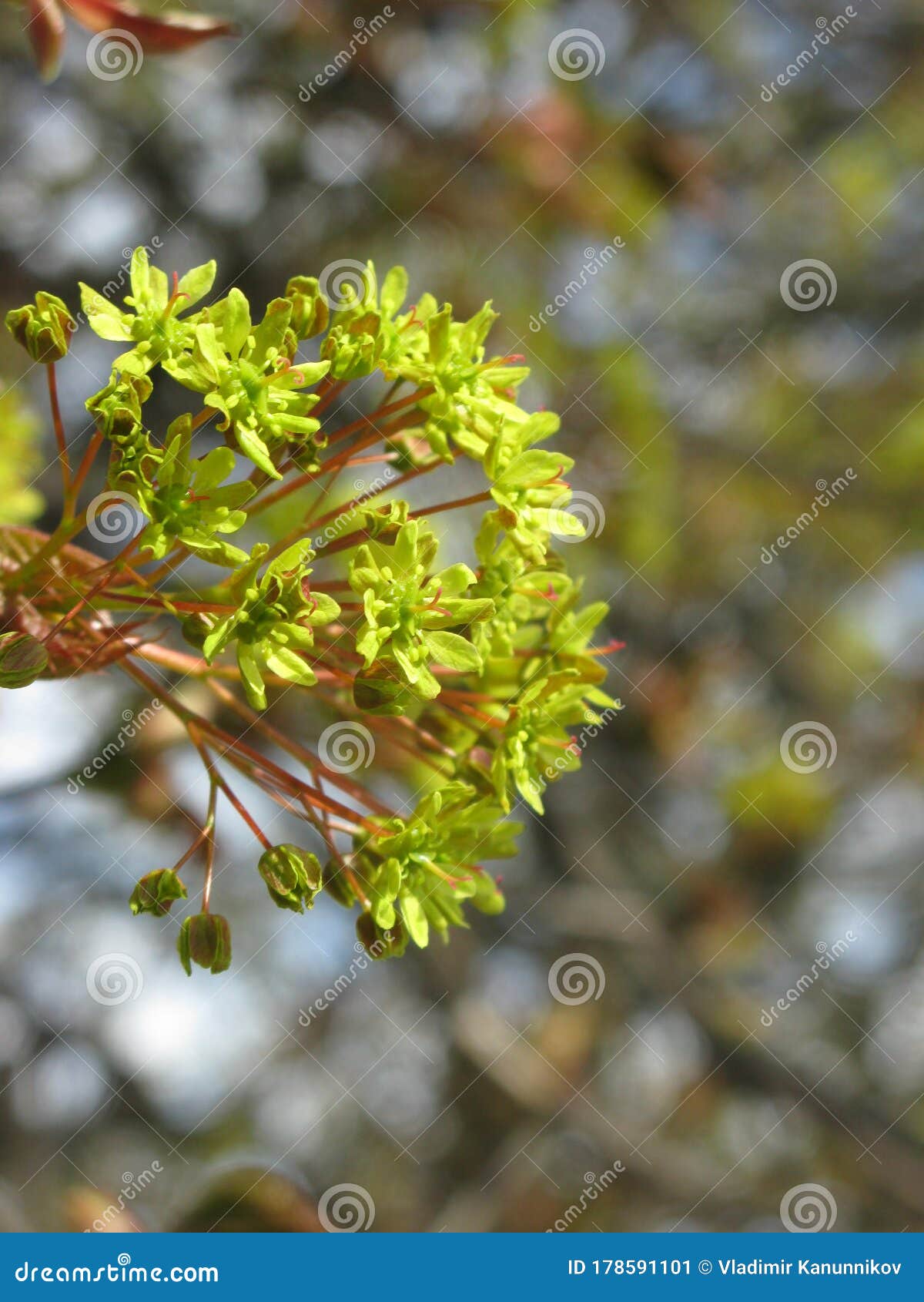 Flowering maple tree stock image. Image of bouquet, forest - 178591101