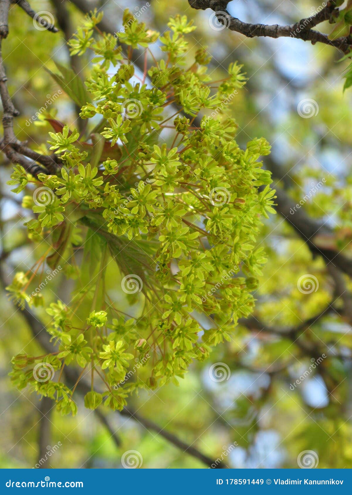 Flowering maple tree stock image. Image of small, shot - 178591449