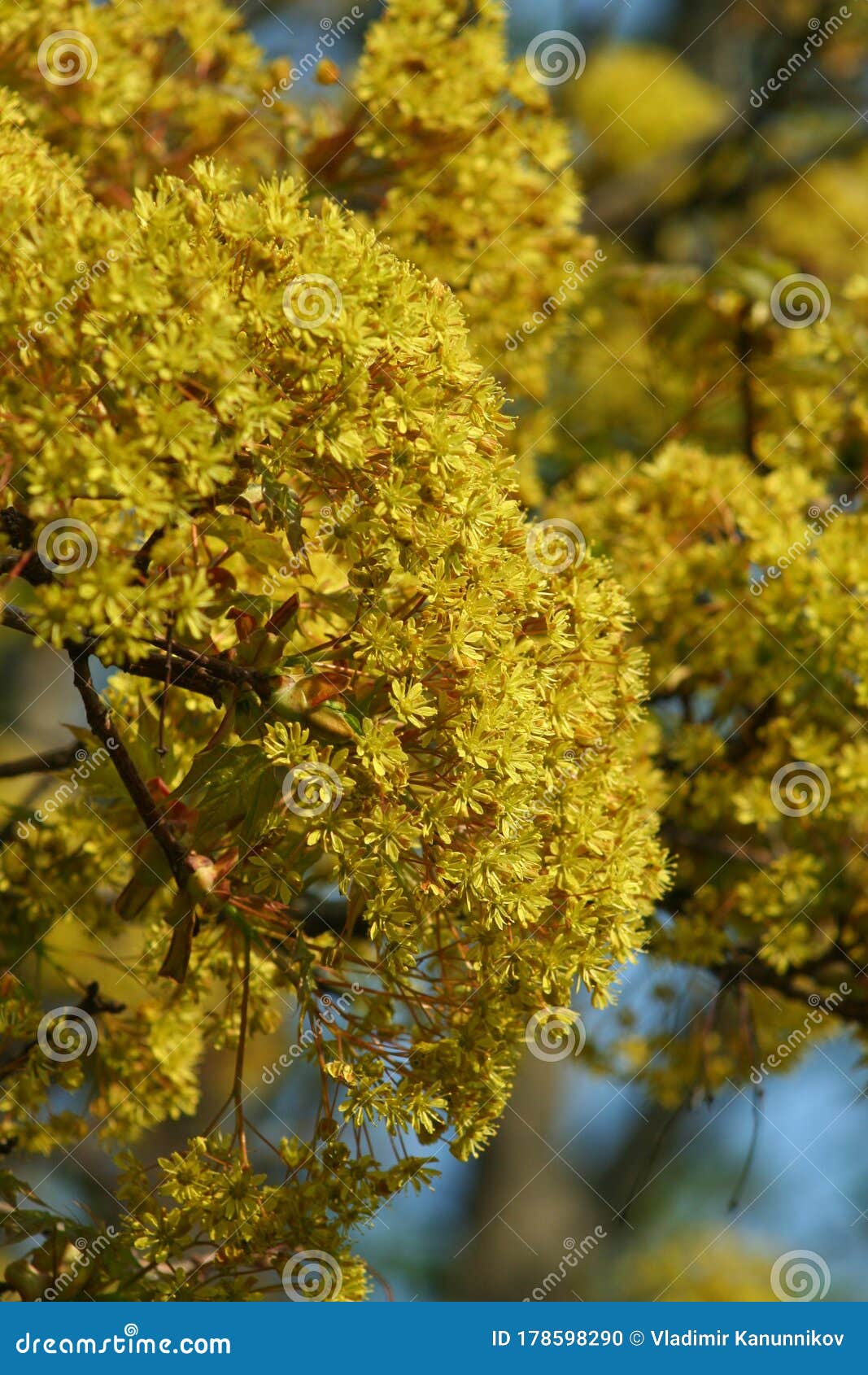 Flowering maple tree stock photo. Image of tree, maple - 178598290