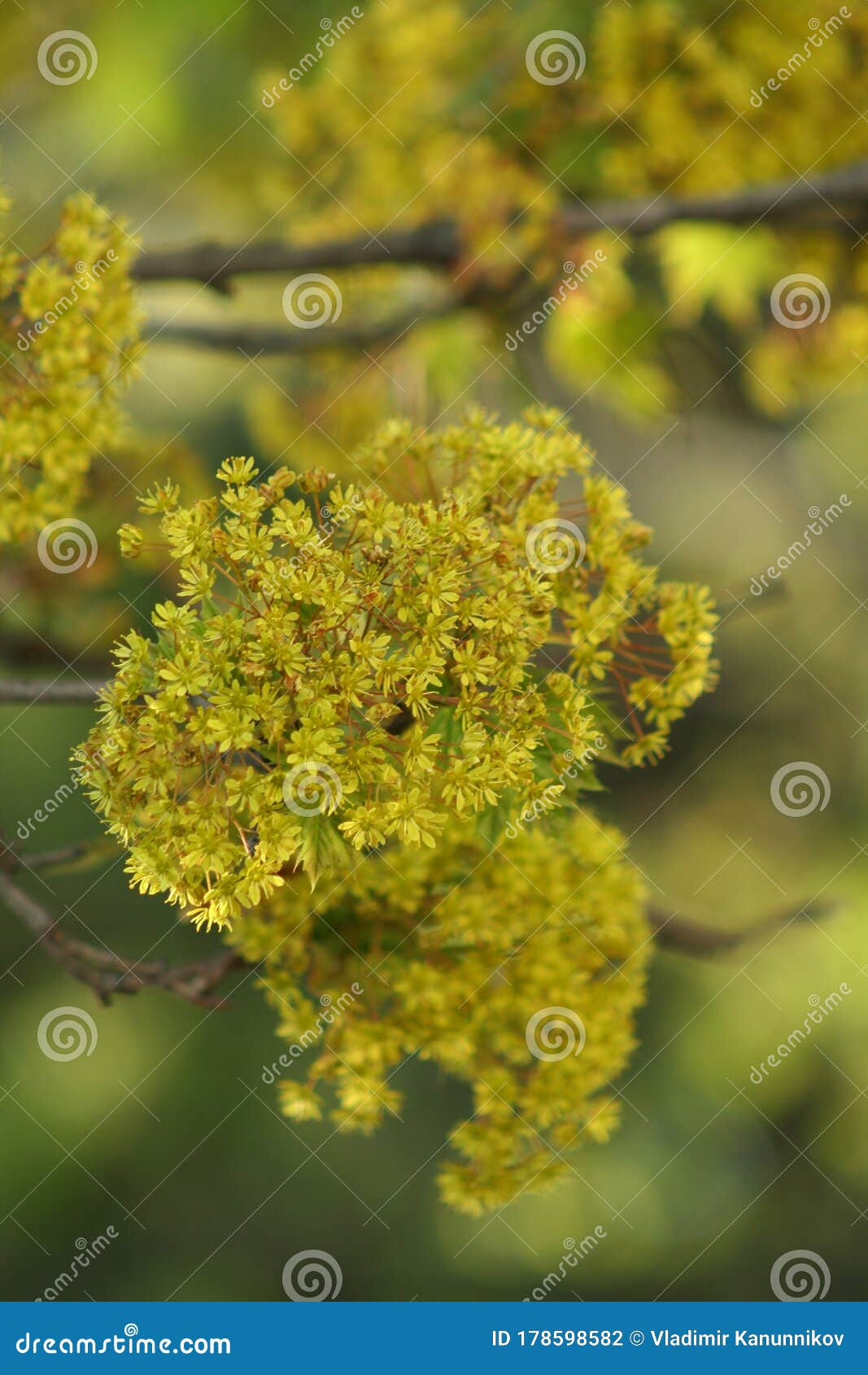 Flowering maple tree stock photo. Image of maple, shot - 178598582
