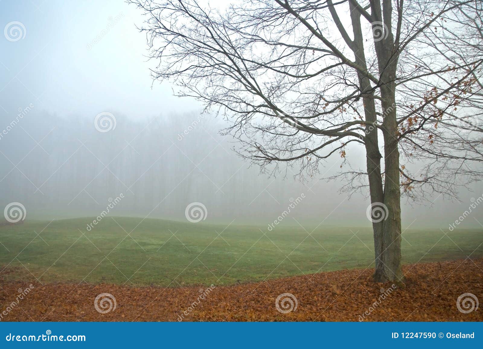 Maple Tree in Fog stock photo. Image of hazy, still, serene - 12247590