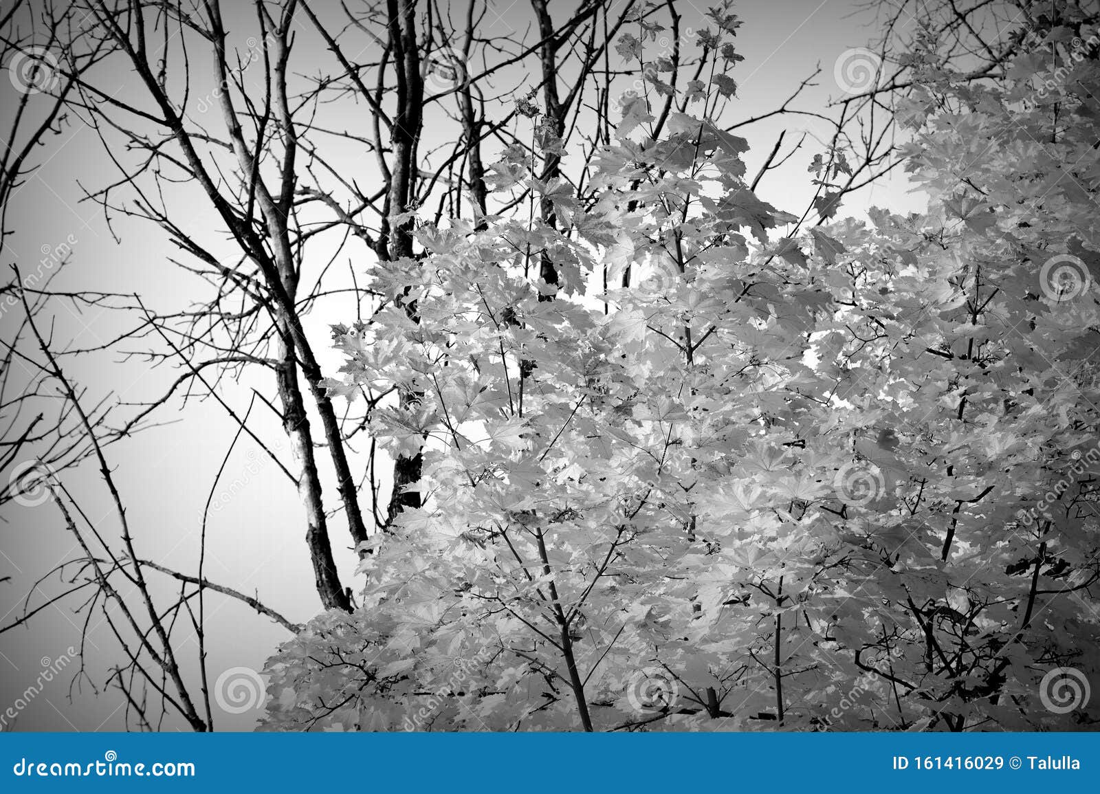 Maple Tree Foliage on the Background of Bare Branches. Black and White ...