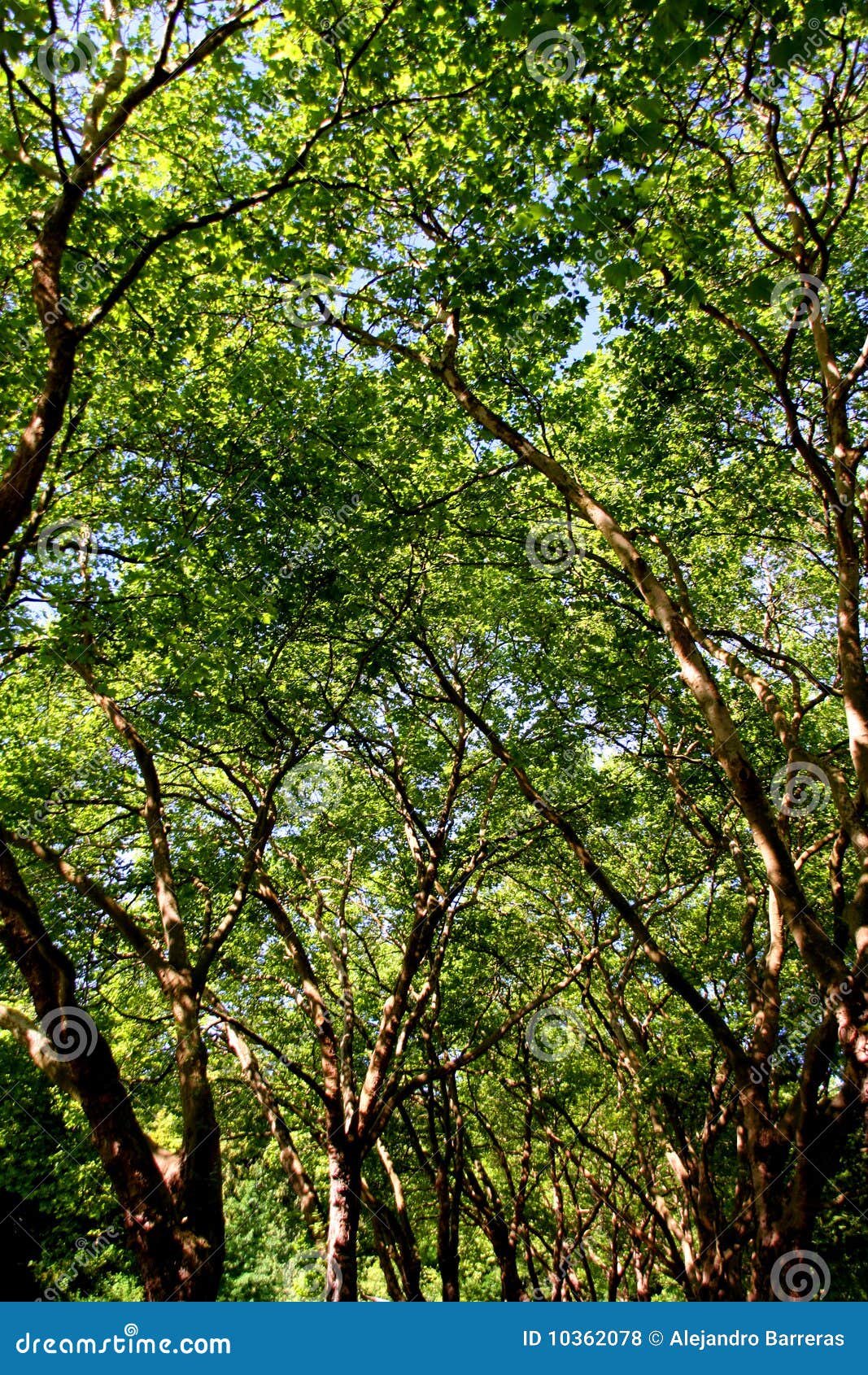 Maple Tree Forest Royalty Free Stock Photos - Image: 10362078