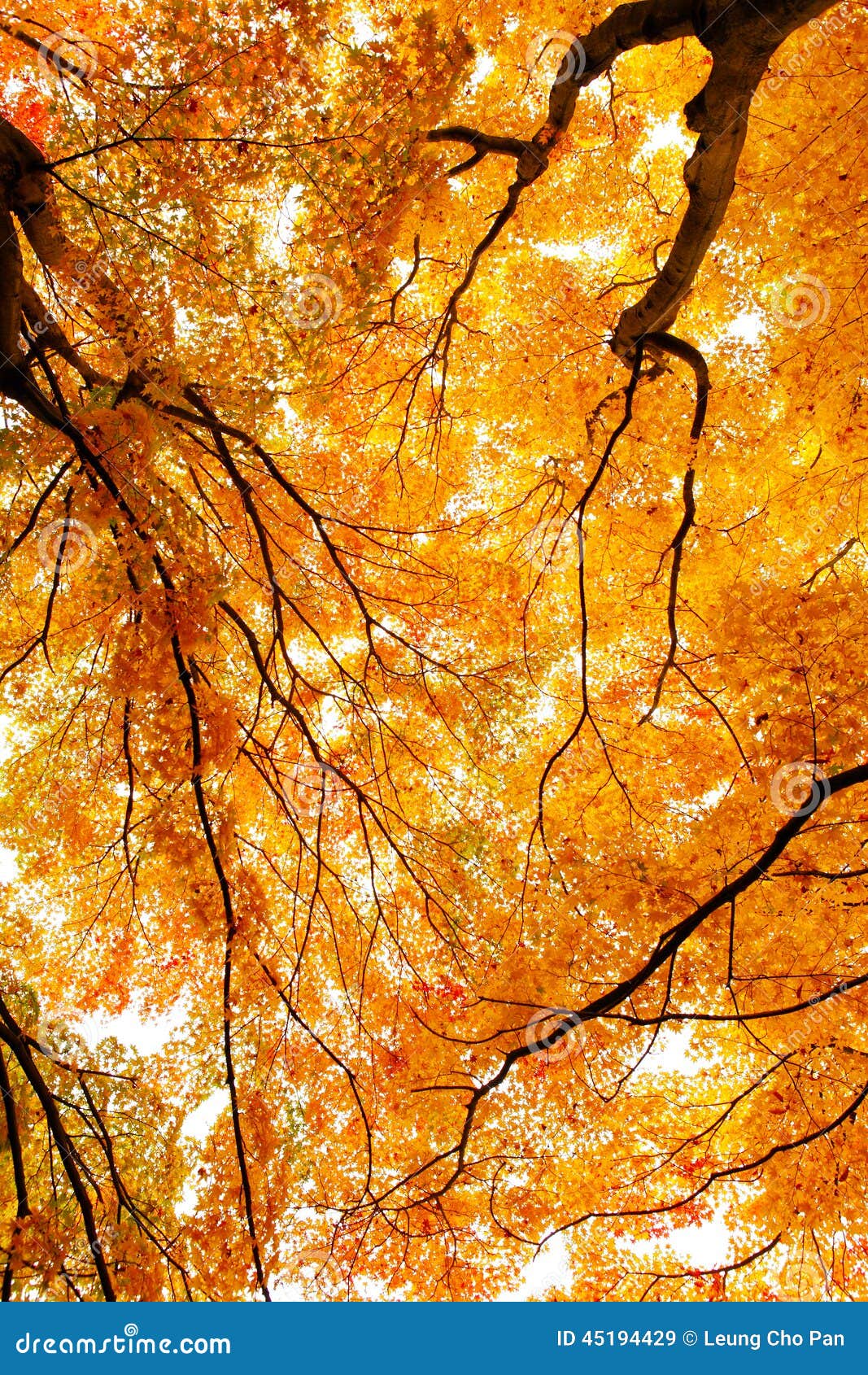 Maple tree in forest stock image. Image of angle, nature - 45194429