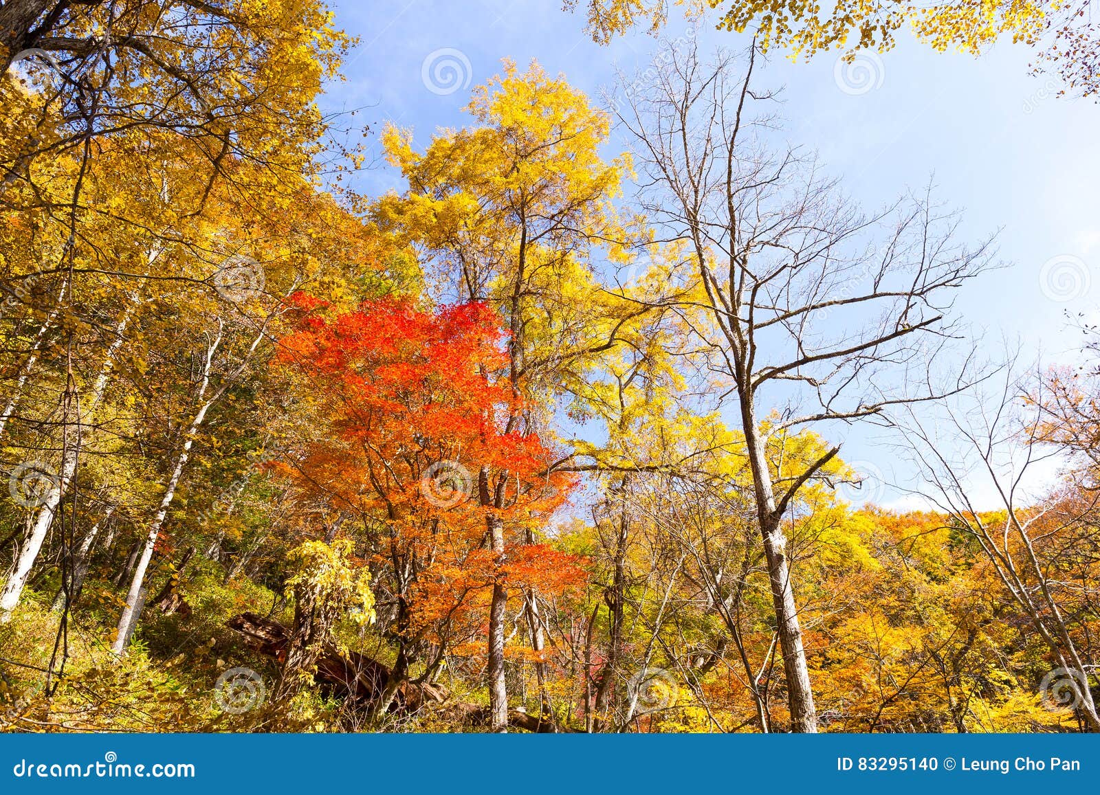 Maple Tree Forest in Autumn Season Stock Photo - Image of tranquil ...