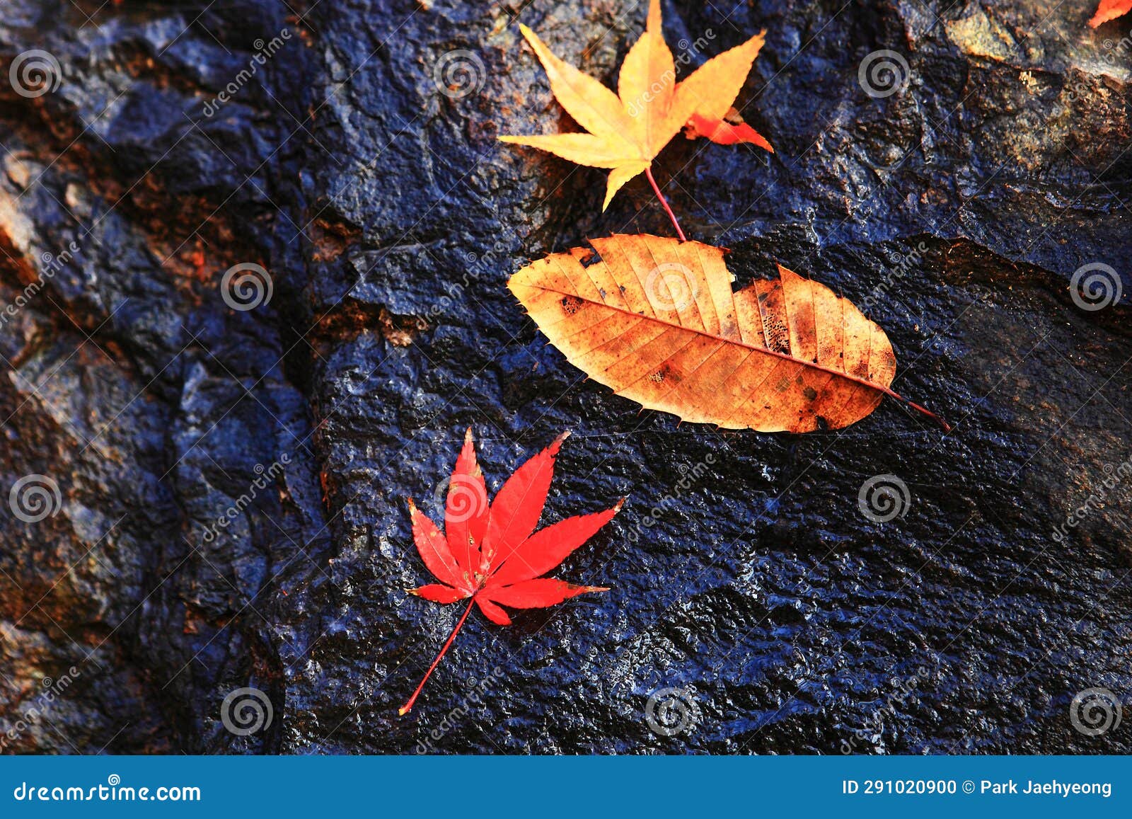 Maple Tree in the Forest in Late Autumn Stock Photo - Image of plant ...