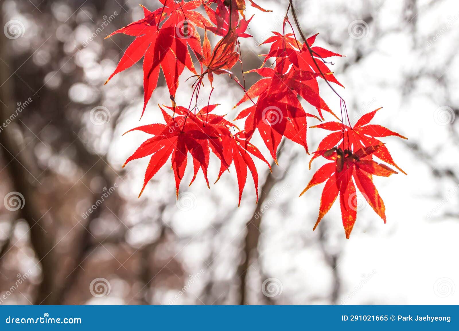 Maple Tree in the Forest in Late Autumn Stock Image - Image of nature ...