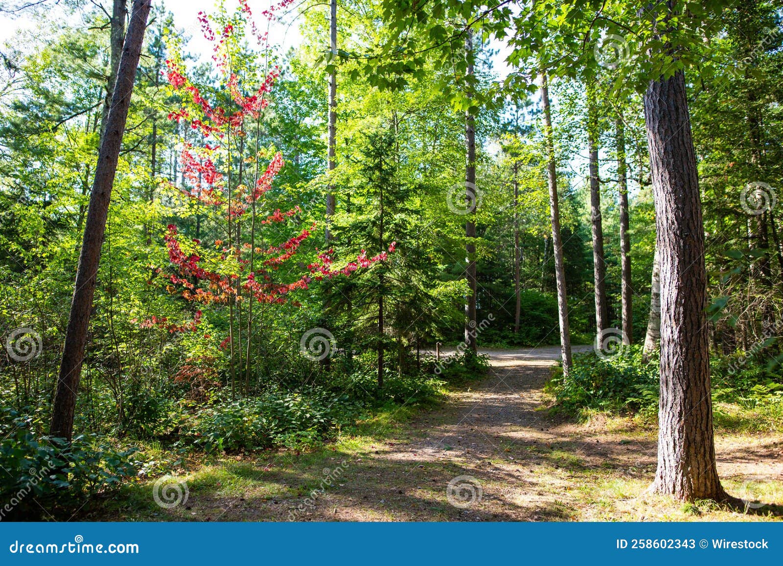 Maple Tree in Front of a Narrow Trail in a Campground Stock Image ...