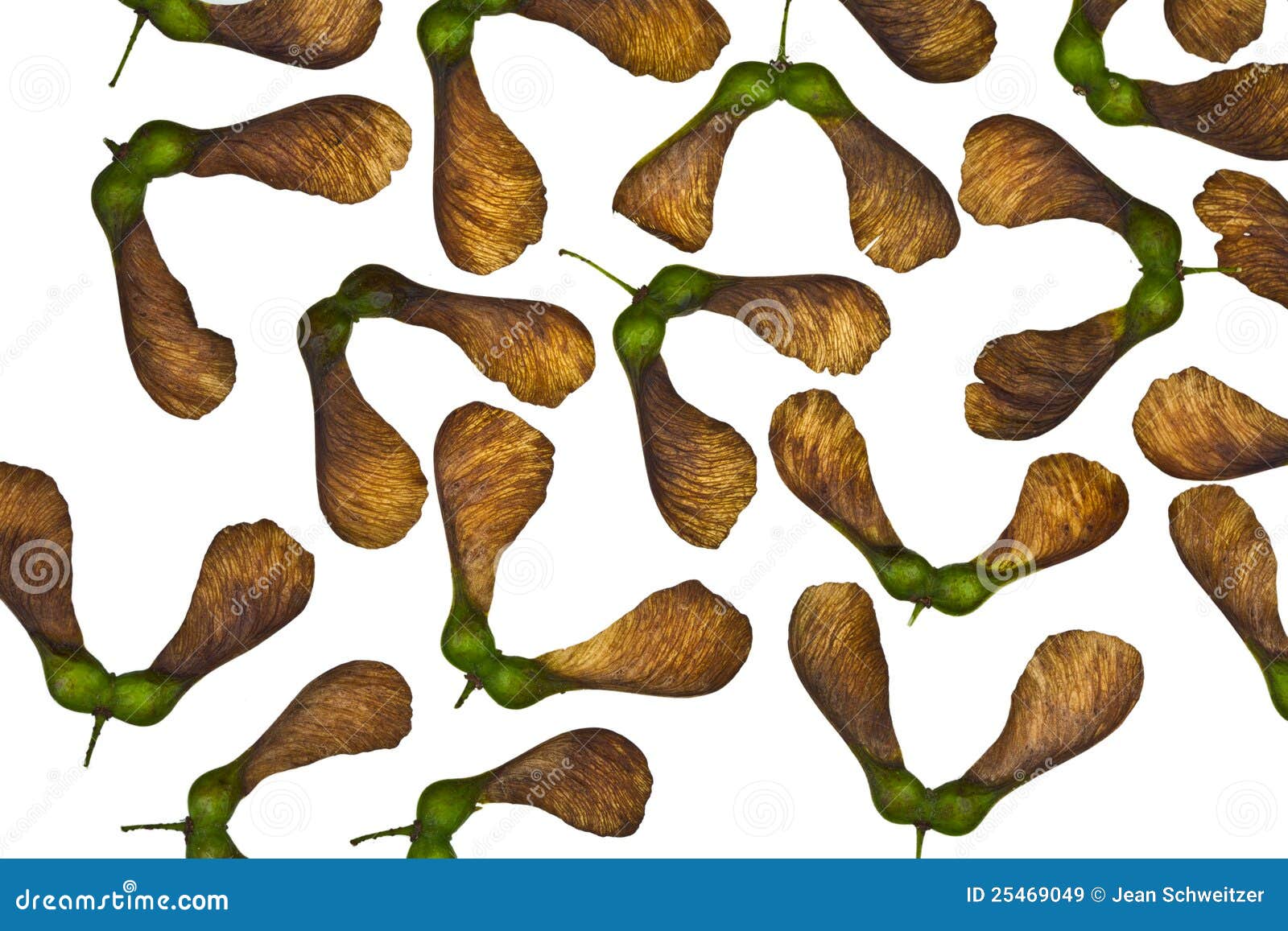 Maple tree fruit stock image. Image of maple, nature - 25469049