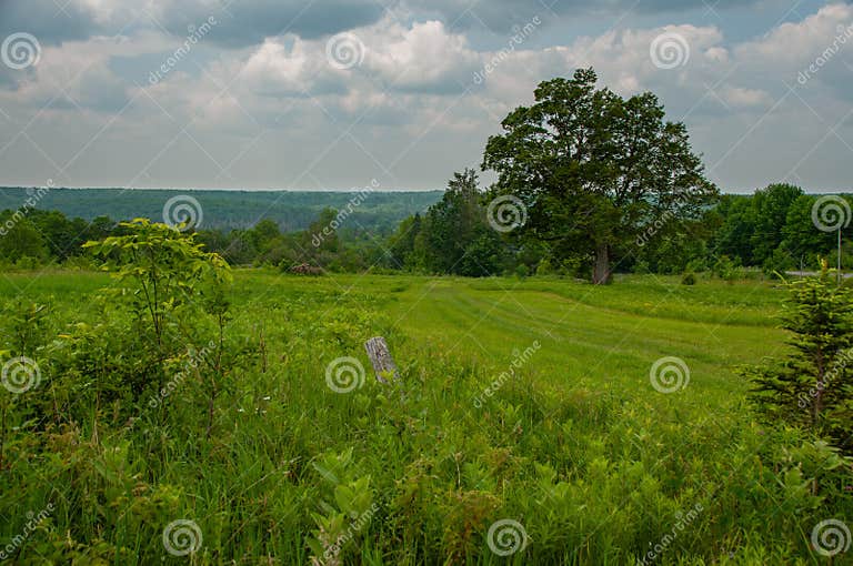 A Maple Tree on a Grass Hill Stock Photo - Image of summer, clouds ...