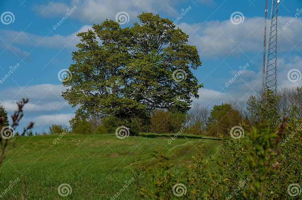 A Maple Tree on a Grass Hill Stock Photo - Image of wide, woodland ...