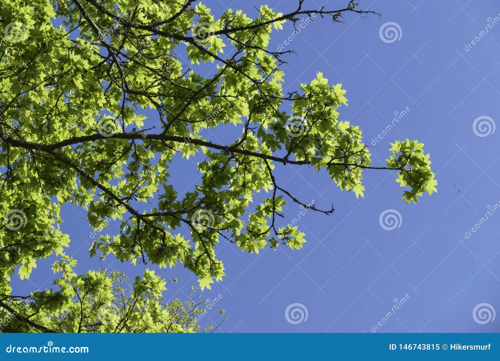 Maple Tree, with Fresh Sheets and Desires, in the Spring Stock Image ...