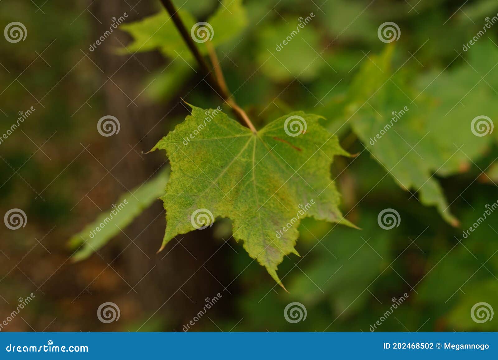 Maple Tree with Green Leaves Closeup in Autumn Forest Stock Photo ...