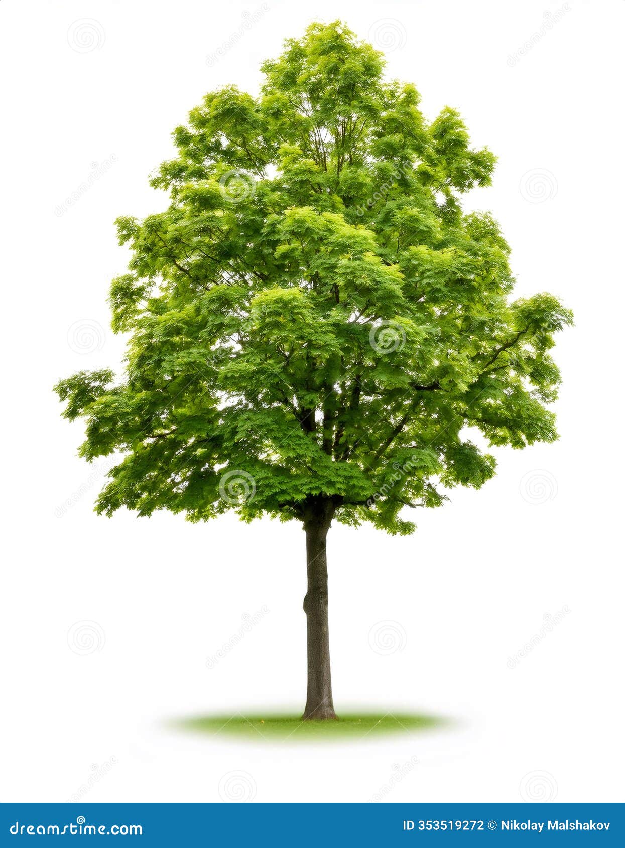 Maple Tree with Green Leaves Growing on Small Patch of Grass Isolated ...