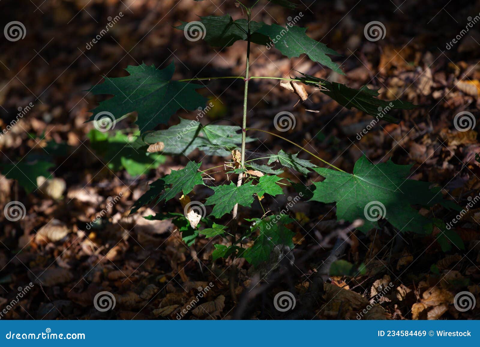Maple Tree with Green Leaves Grown in the Forest Stock Image - Image of ...