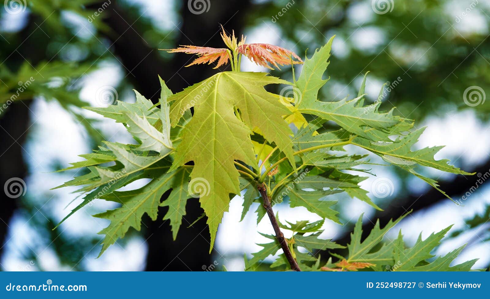 Maple Tree with Green Leaves Stock Image - Image of black, maple: 252498727