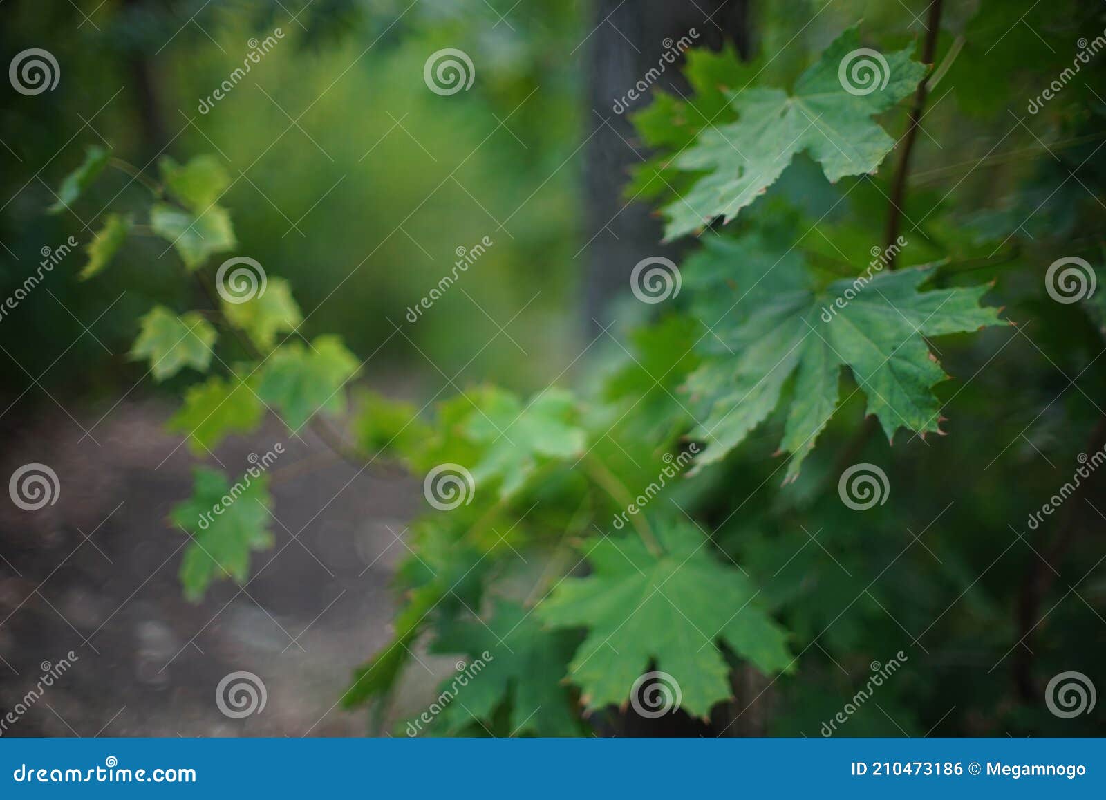 Maple Tree with Green Leaves in the Overcast Forest Stock Photo - Image ...