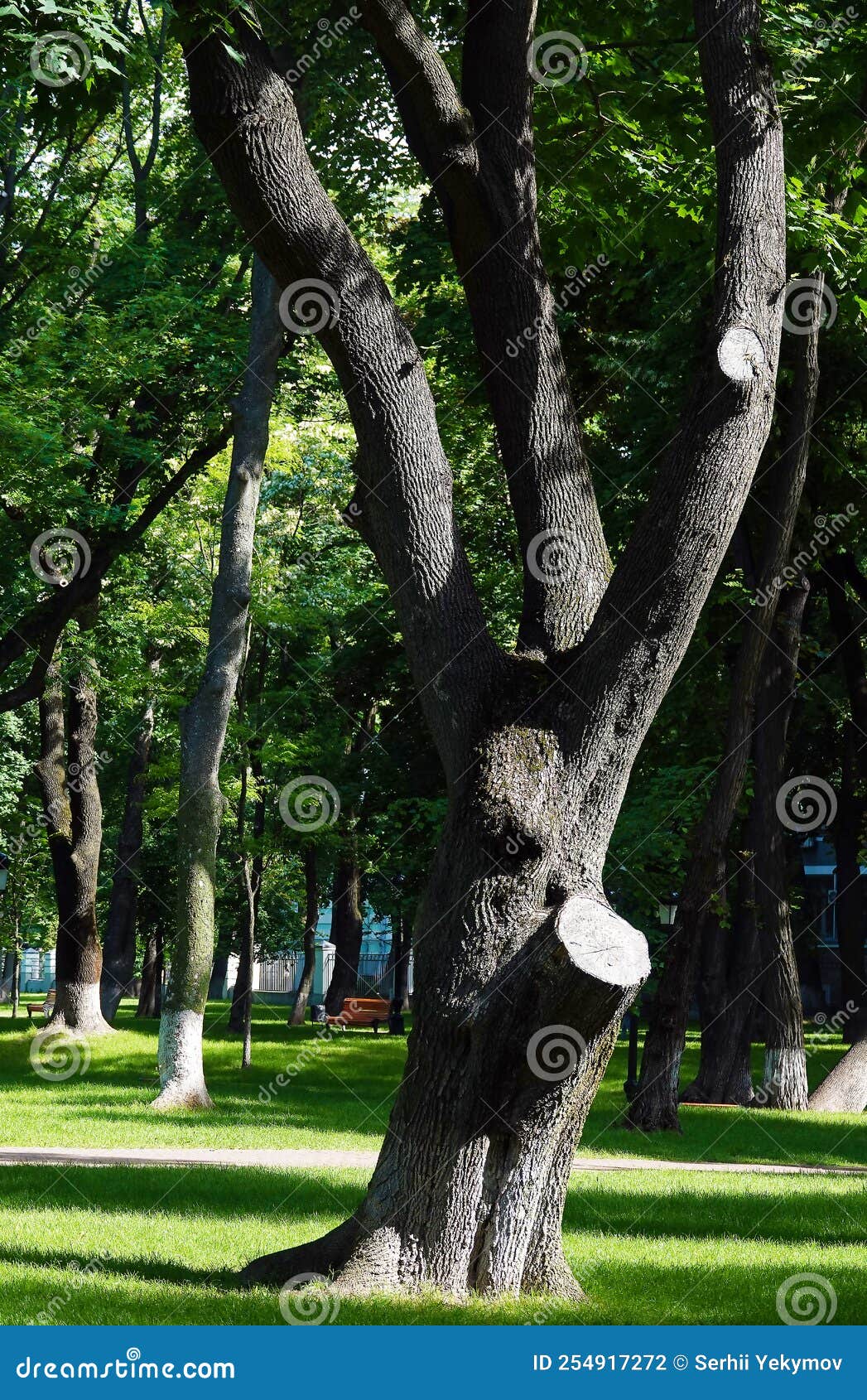 Maple Tree with Green Leaves Stock Photo - Image of trees, tassels ...