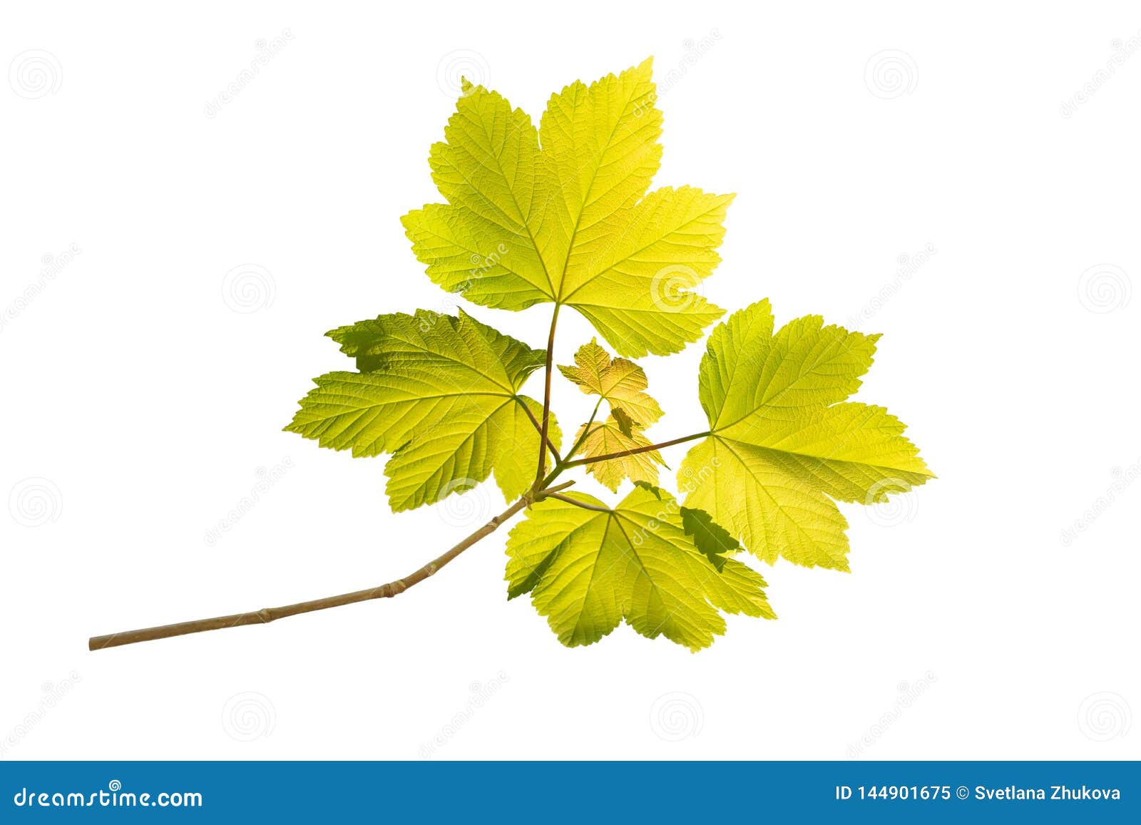 Maple Tree Green Spring Branch Isolated on White Stock Image - Image of ...