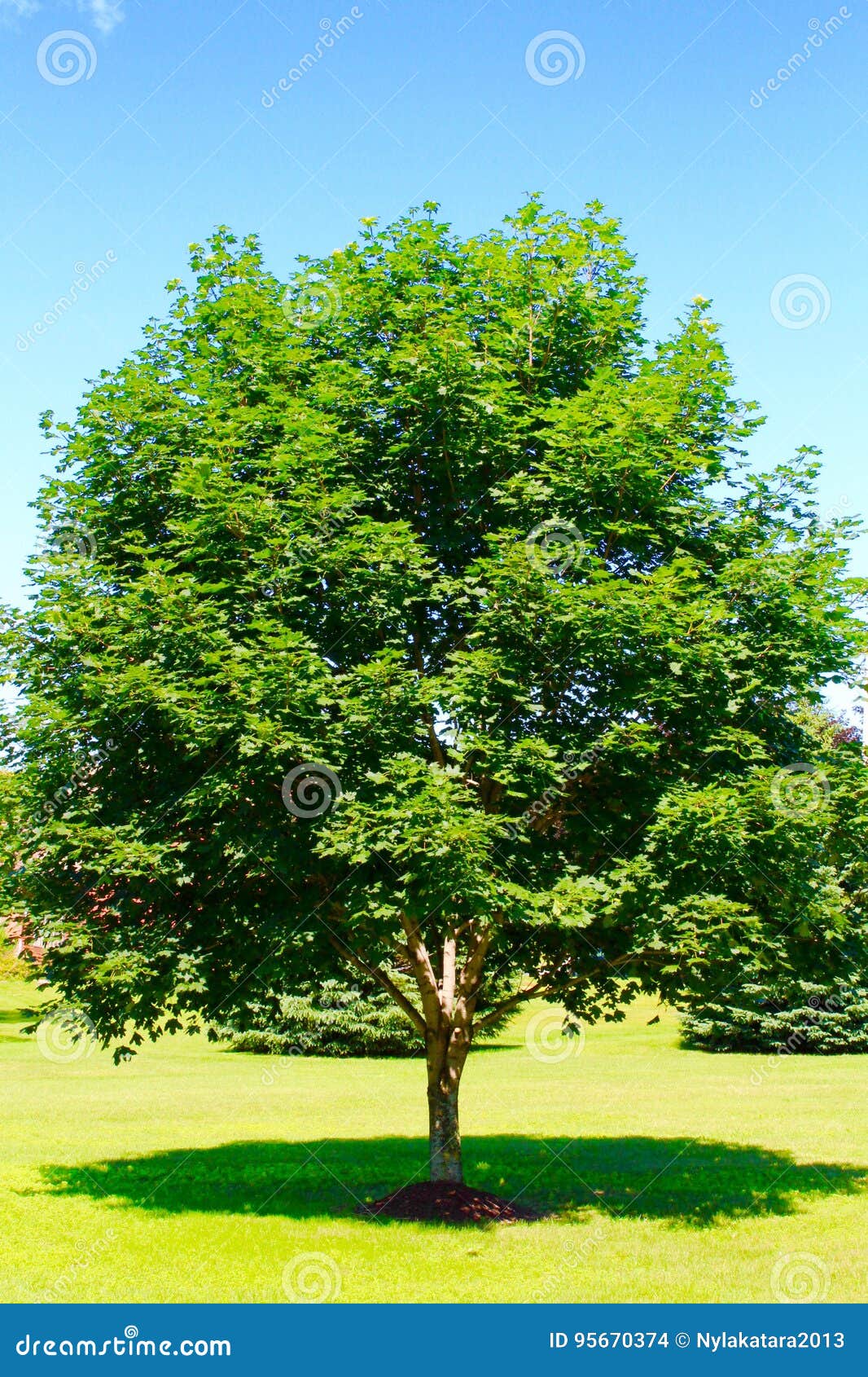 Maple Tree stock photo. Image of functional, flowering - 95670374