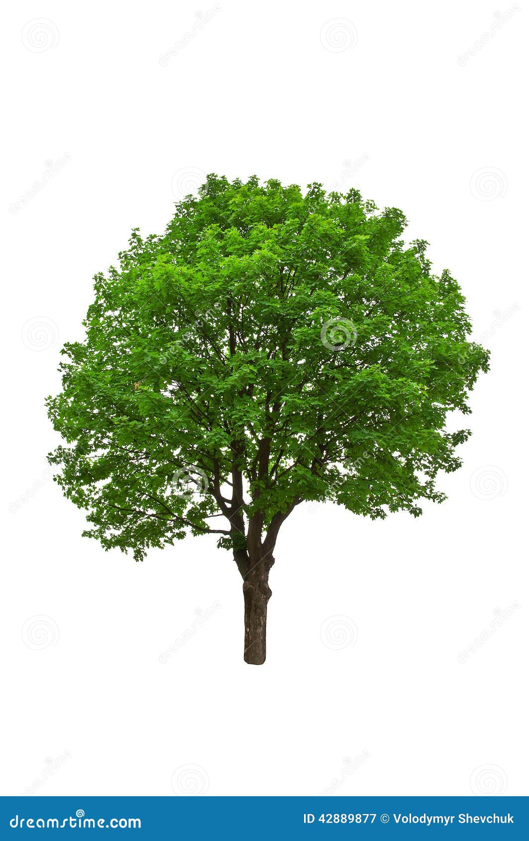 Maple tree stock image. Image of plant, lush, summer - 42889877