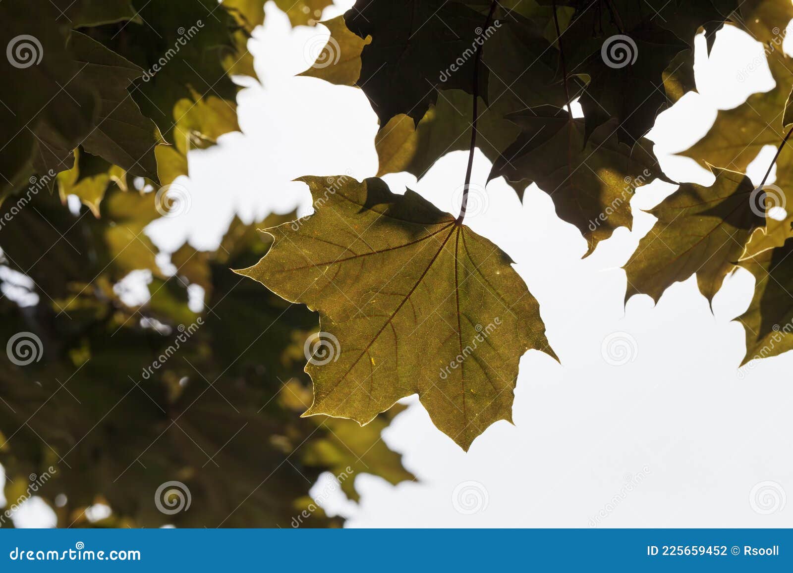 Maple Tree Growing in Nature Stock Photo - Image of spring, forest ...