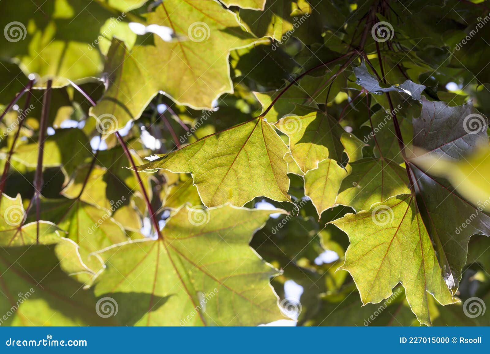 Maple Tree Growing in Nature Stock Photo - Image of seasonal, park ...