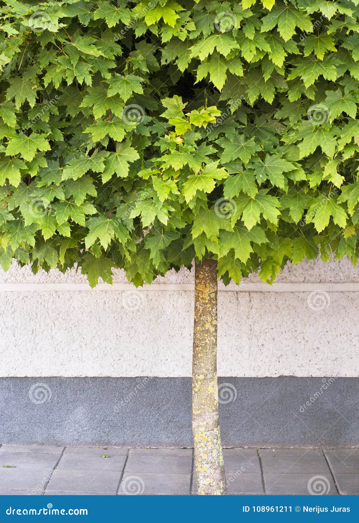 Maple Tree Growing on the Pavement Stock Image - Image of decorative ...