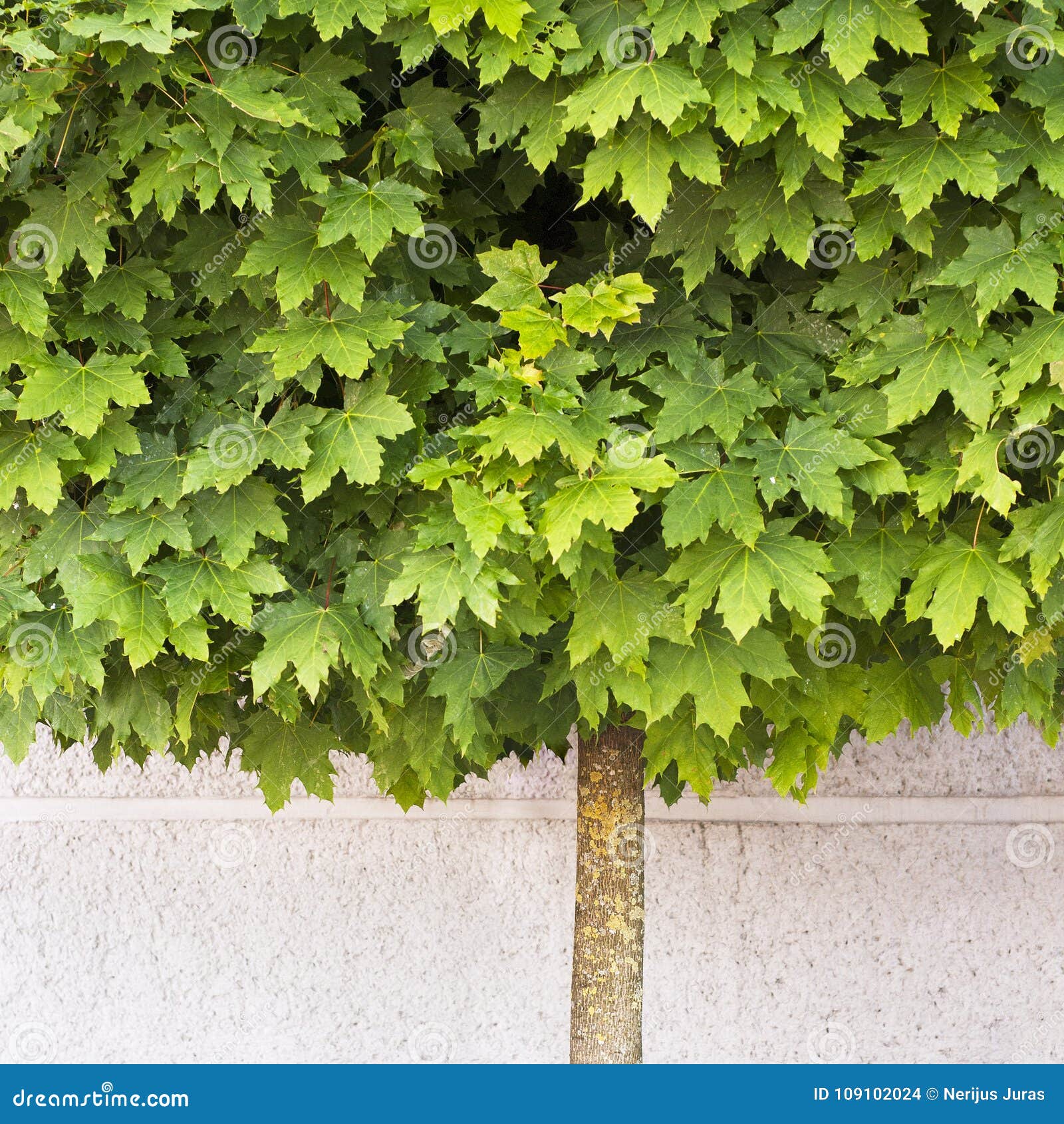 Maple Tree Growing on the Pavement Stock Photo - Image of foliage ...