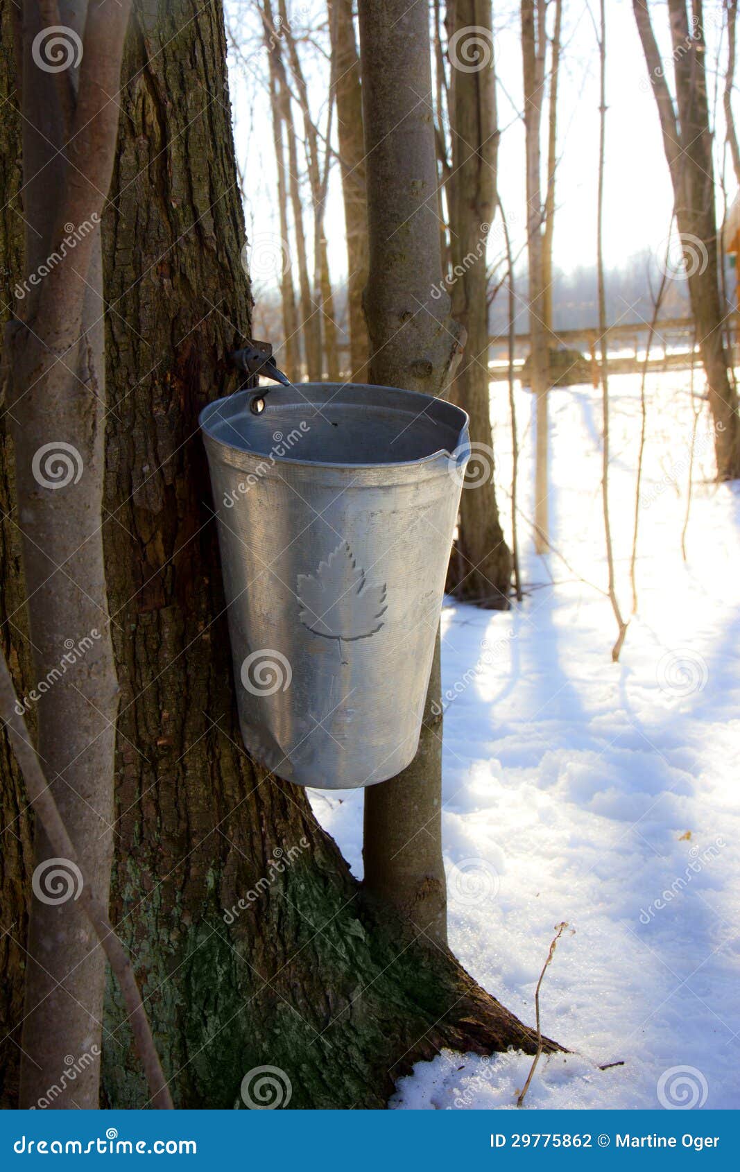 Harvest in spring. stock photo. Image of natural, maplegrove - 29775862