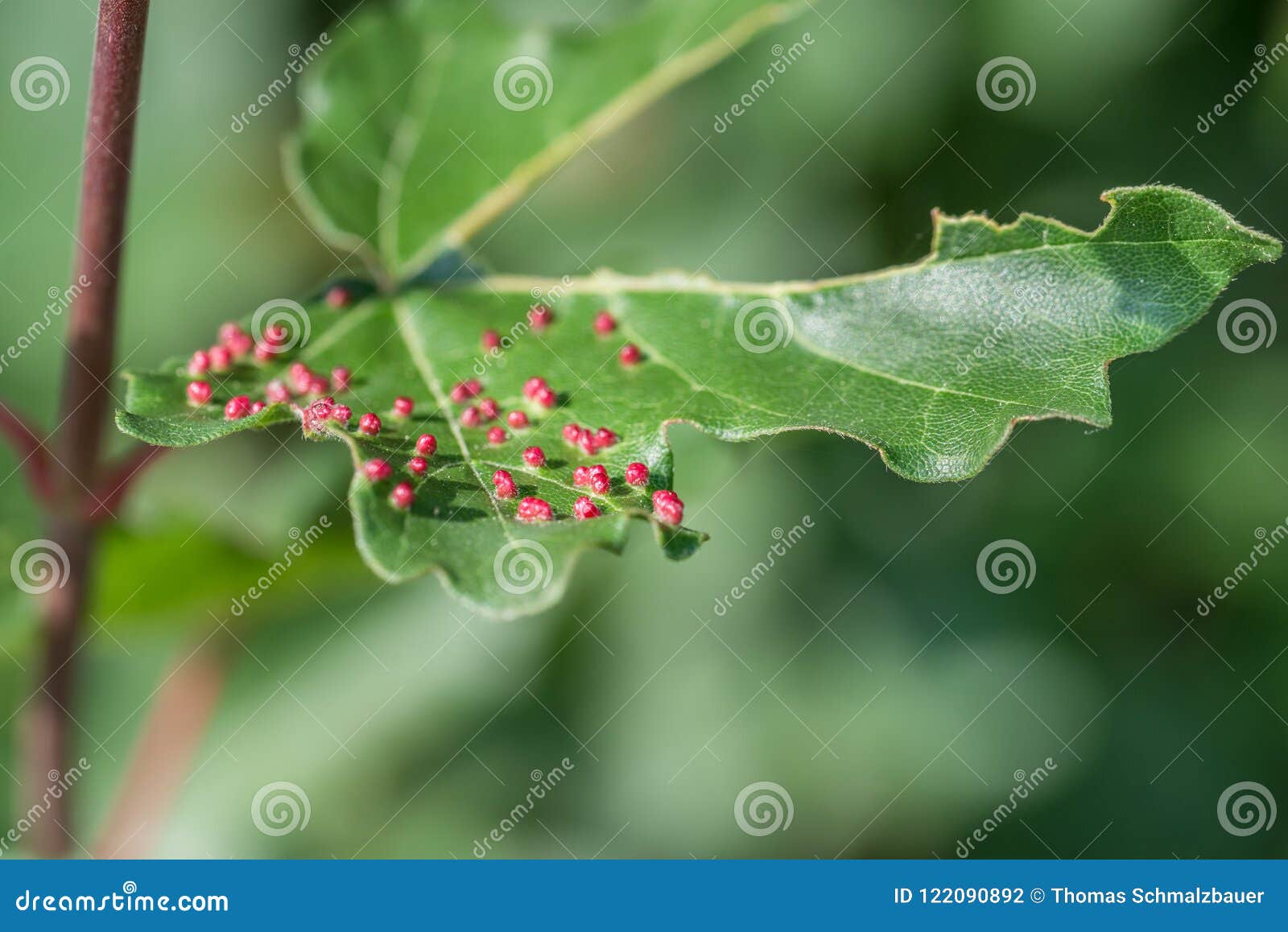 Maple Tree Infested With Gall Mites Stock Photo | CartoonDealer.com ...