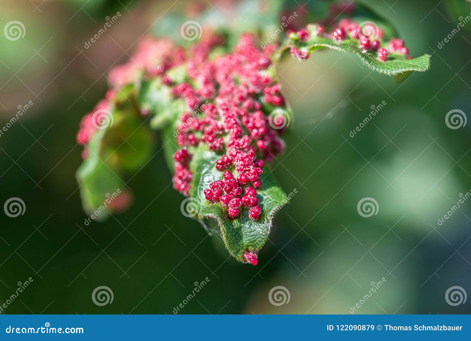Maple Tree Infested With Gall Mites Stock Image - Image of background ...